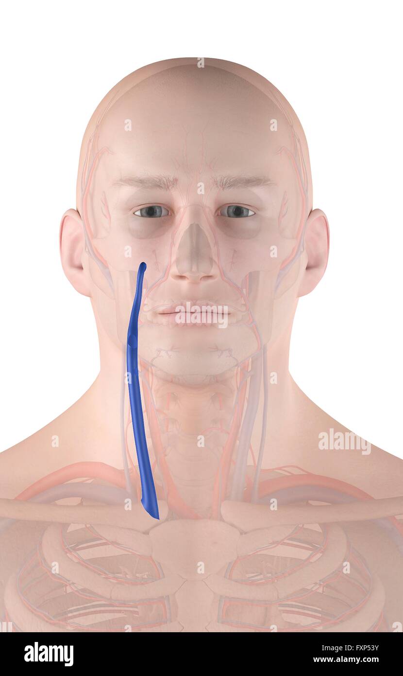 Human vein, computer illustration Stock Photo - Alamy