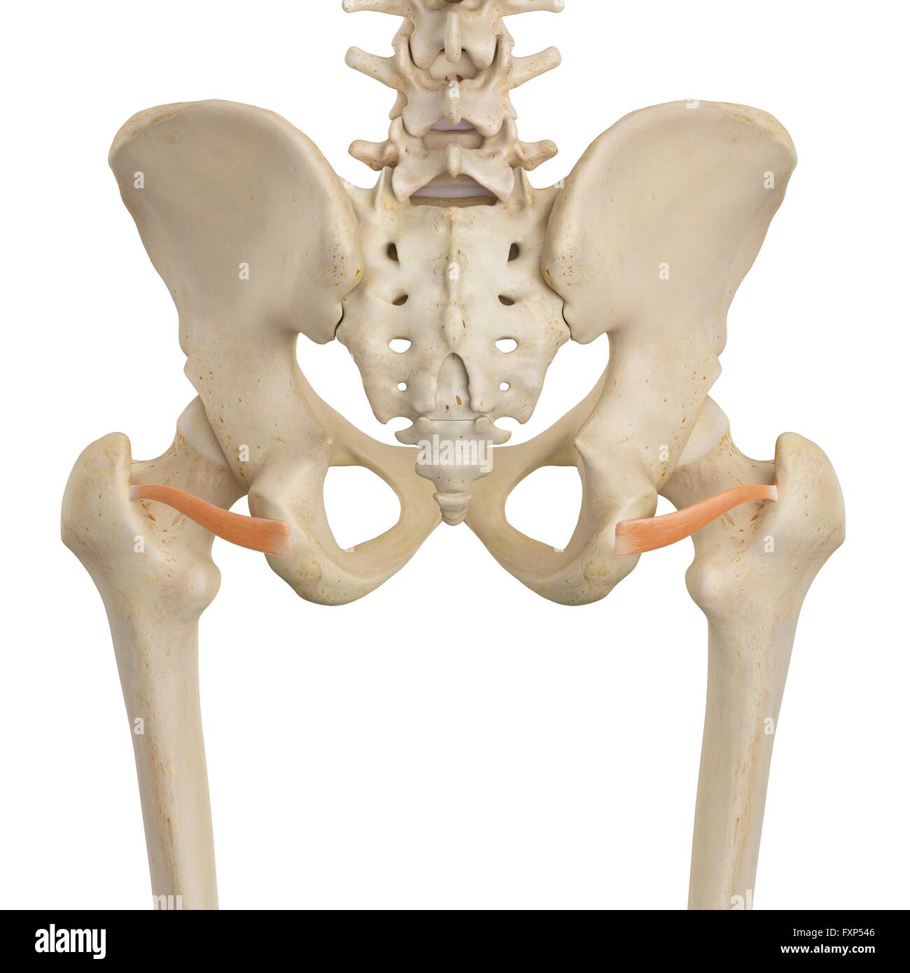 Human pelvic muscles, computer illustration Stock Photo - Alamy