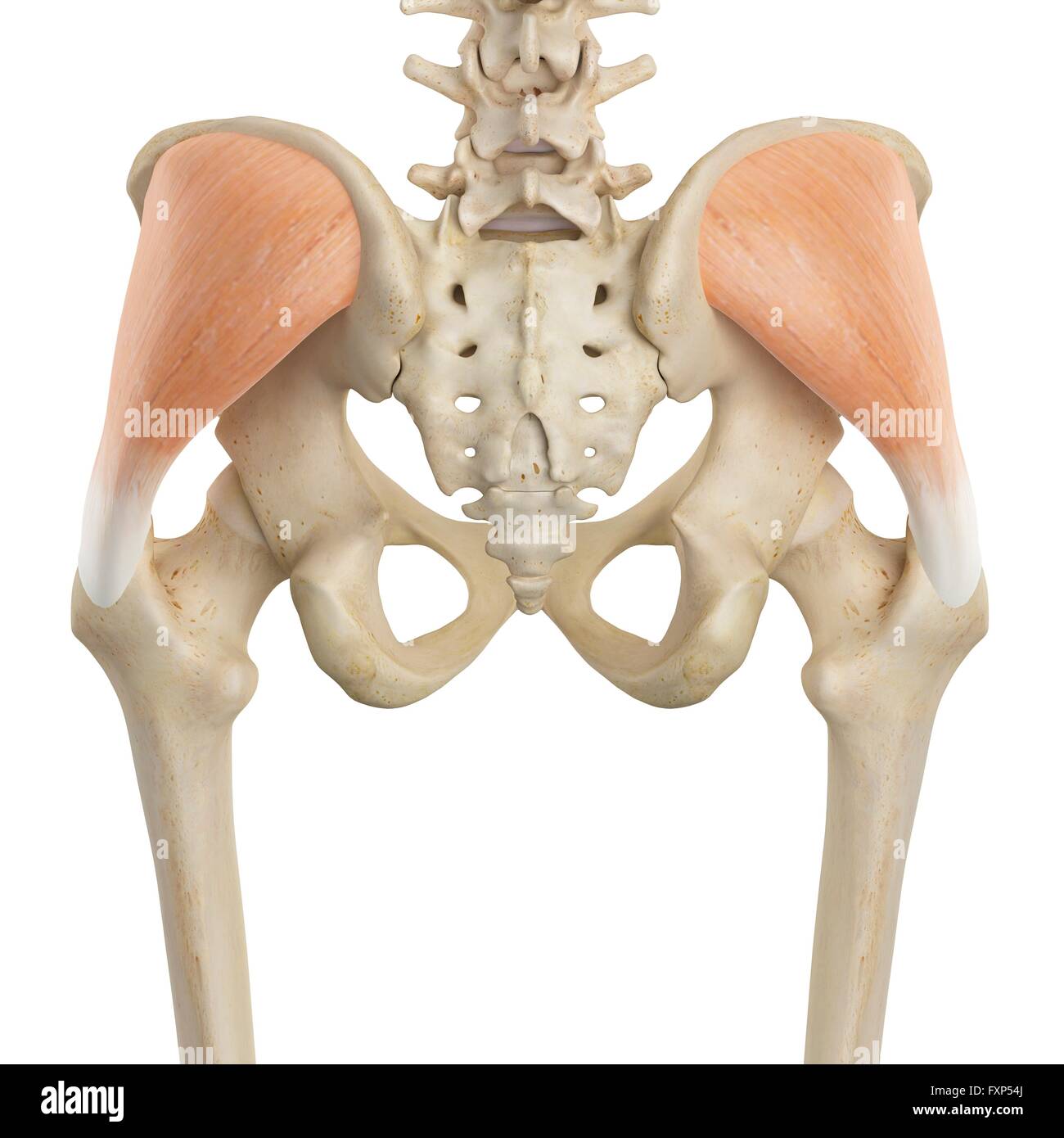 Human hip muscles, computer illustration Stock Photo - Alamy