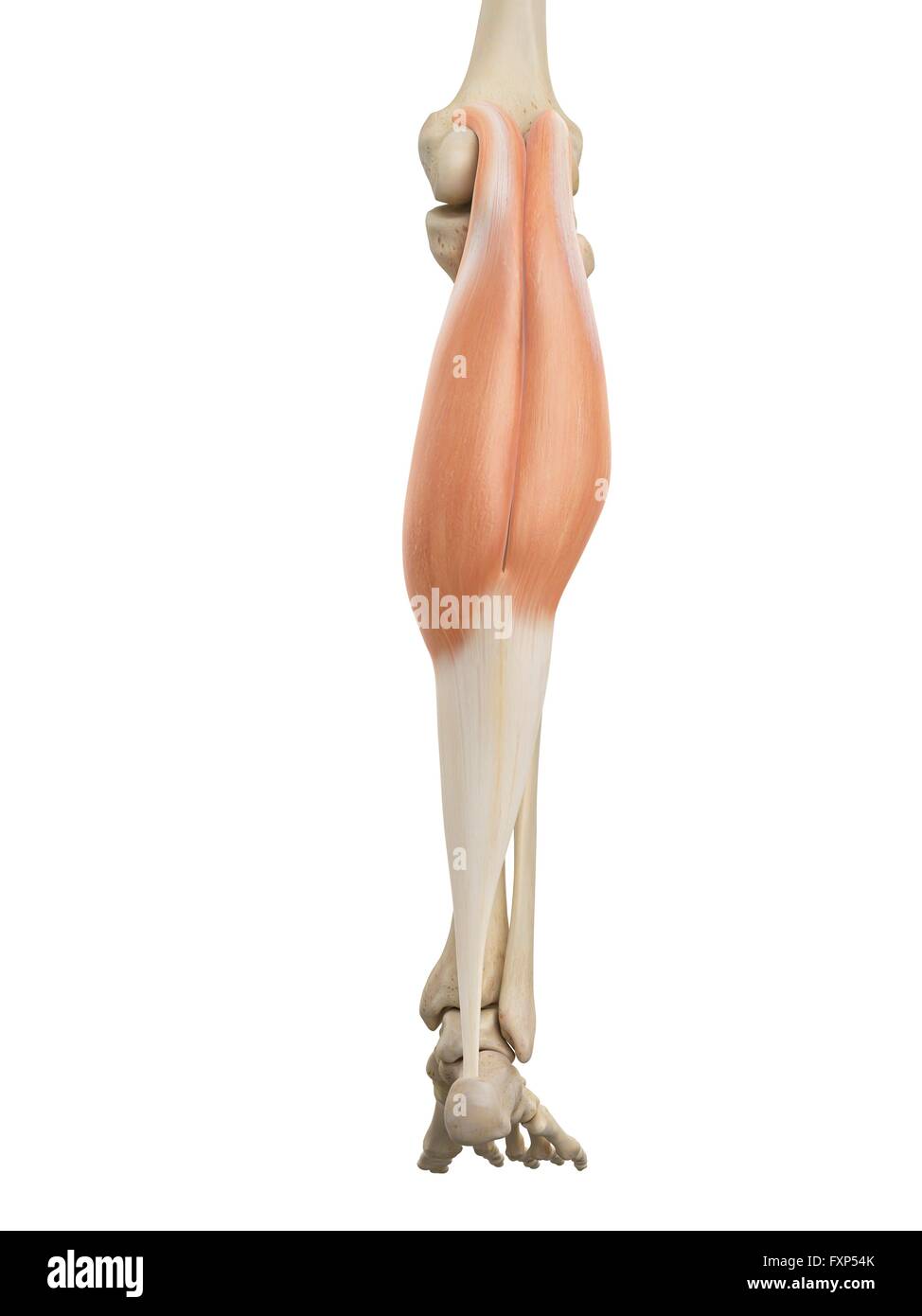 Human leg muscles, computer illustration Stock Photo - Alamy
