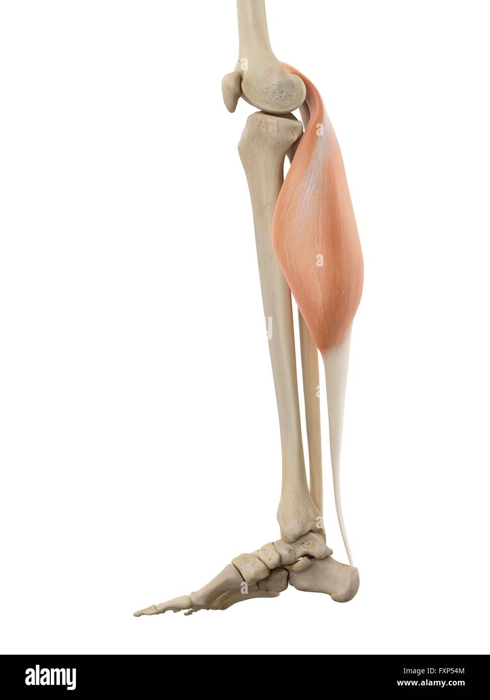 Human leg muscles, computer illustration Stock Photo - Alamy