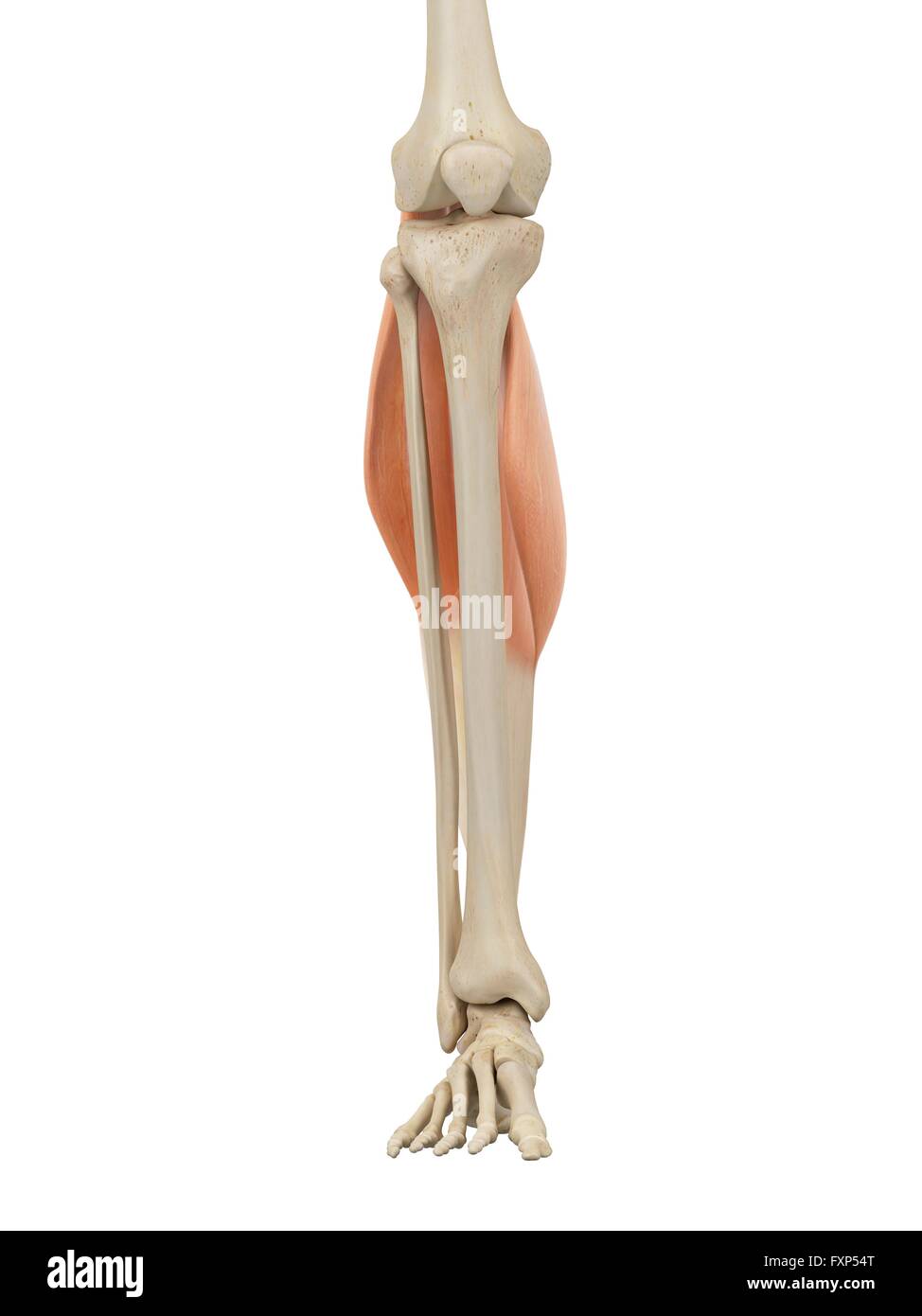 Muscles of the front of the leg hi-res stock photography and images - Alamy