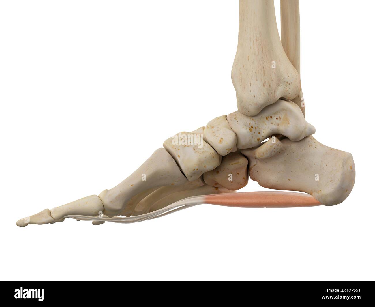 Human foot anatomy, computer illustration Stock Photo - Alamy