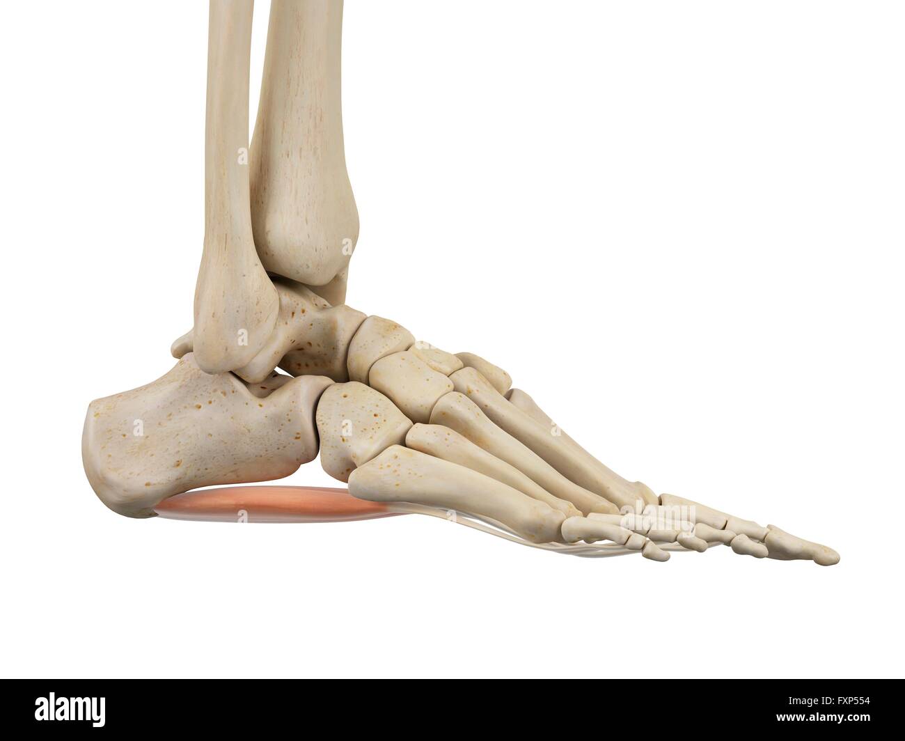 Human foot anatomy, computer illustration Stock Photo - Alamy