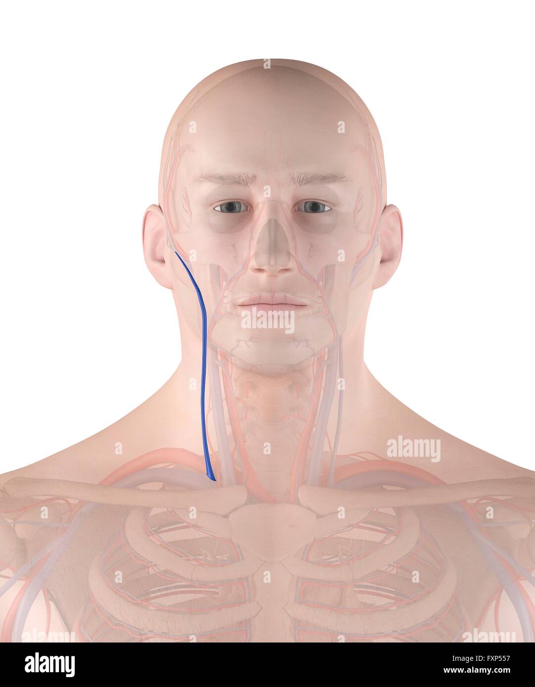 Neck veins hi-res stock photography and images - Alamy
