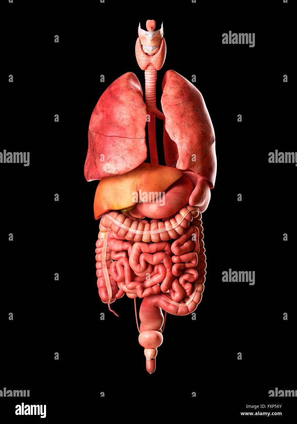 Human internal organs, computer illustration Stock Photo - Alamy