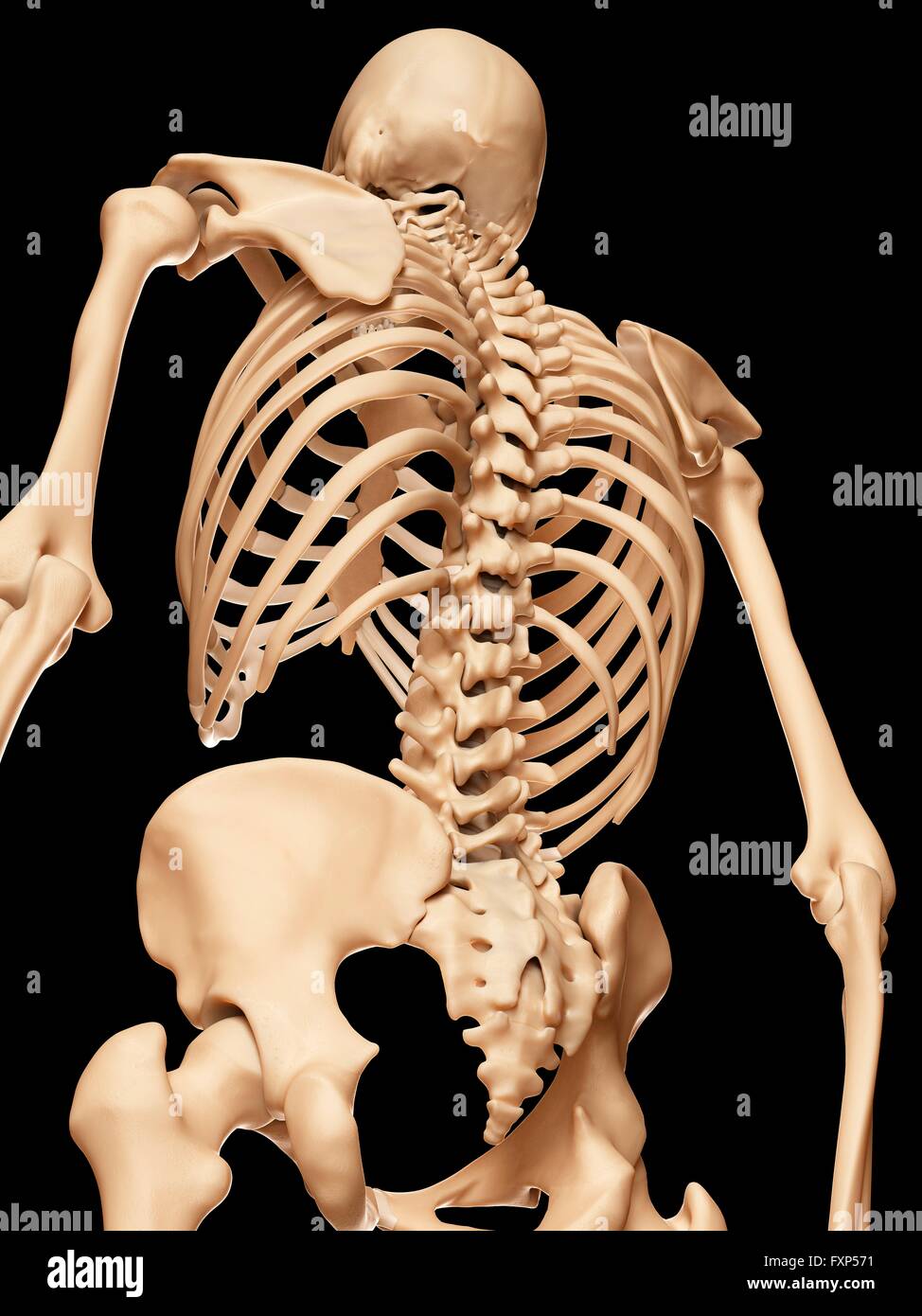 Human skeletal system, computer illustration Stock Photo - Alamy