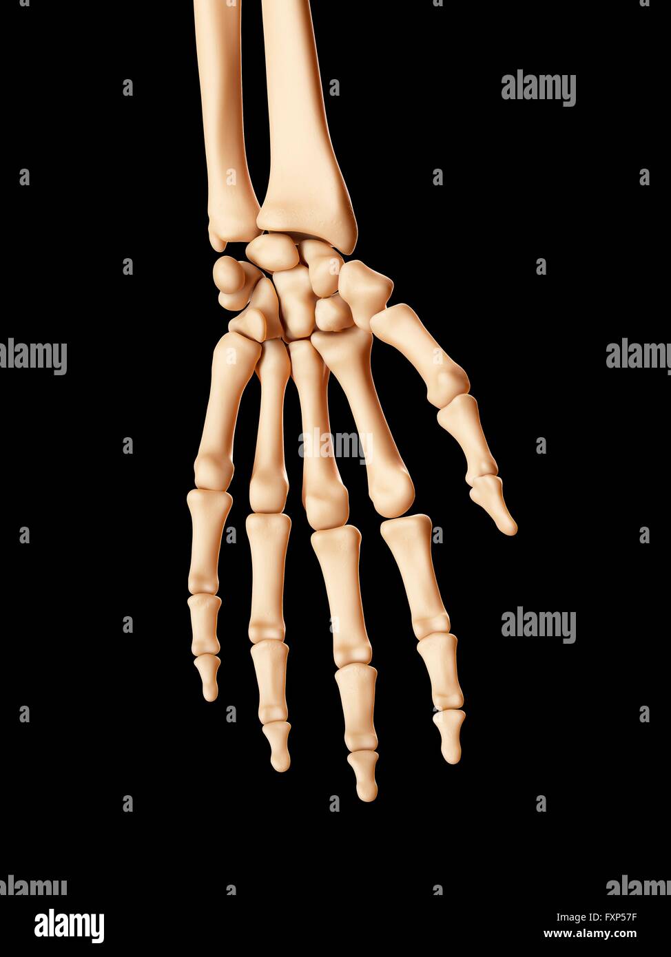 Hand anatomy bones fingers hi-res stock photography and images - Alamy