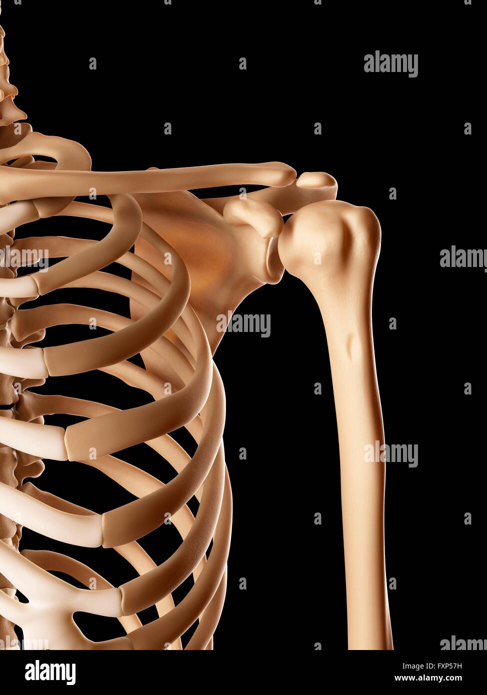 Human shoulder joint, computer illustration Stock Photo - Alamy