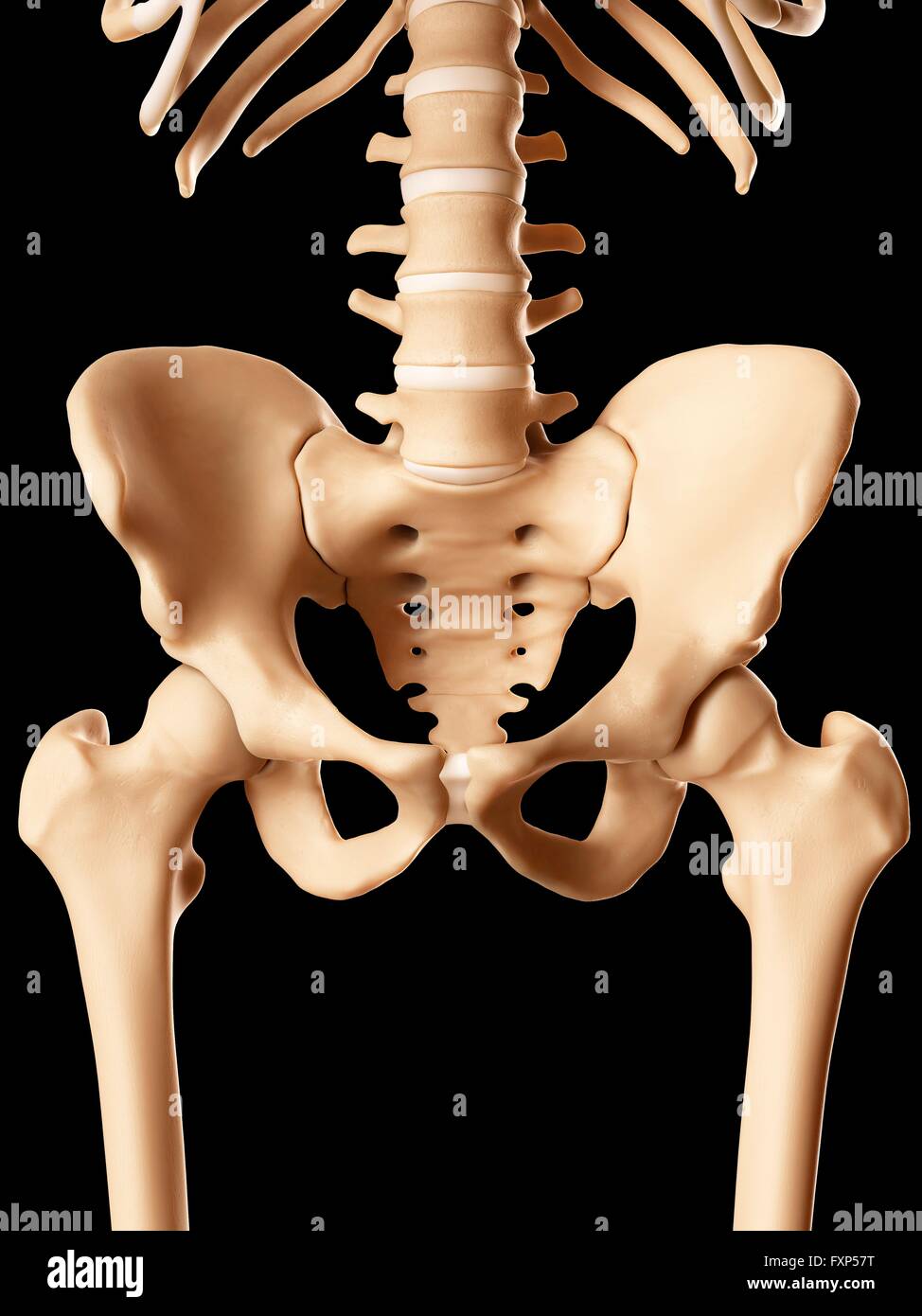 Human pelvis bones, computer illustration Stock Photo - Alamy