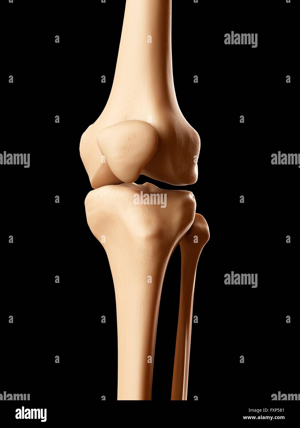 Knee joint bones hi-res stock photography and images - Alamy