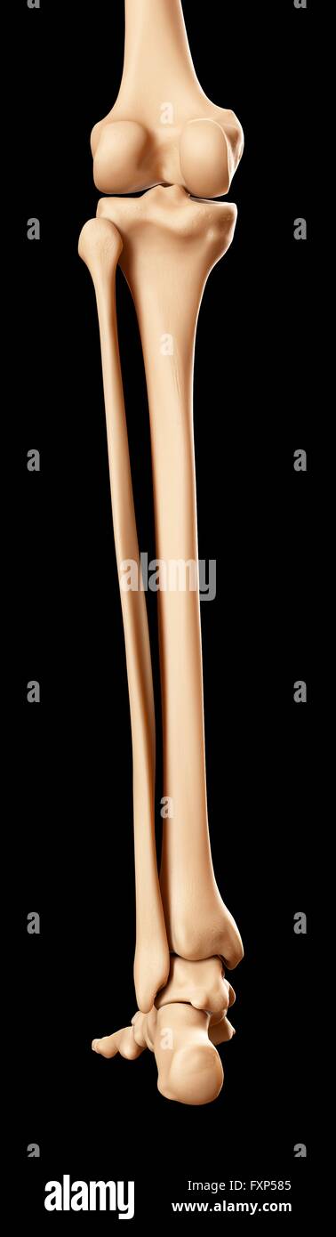 Human leg bones, computer illustration Stock Photo - Alamy