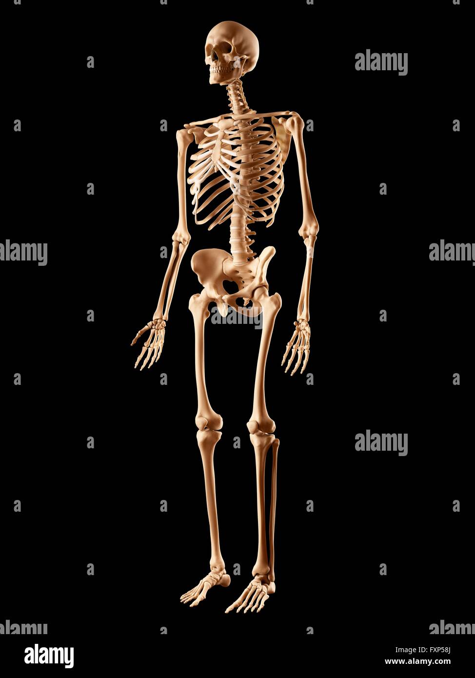 Human skeletal system, computer illustration Stock Photo - Alamy