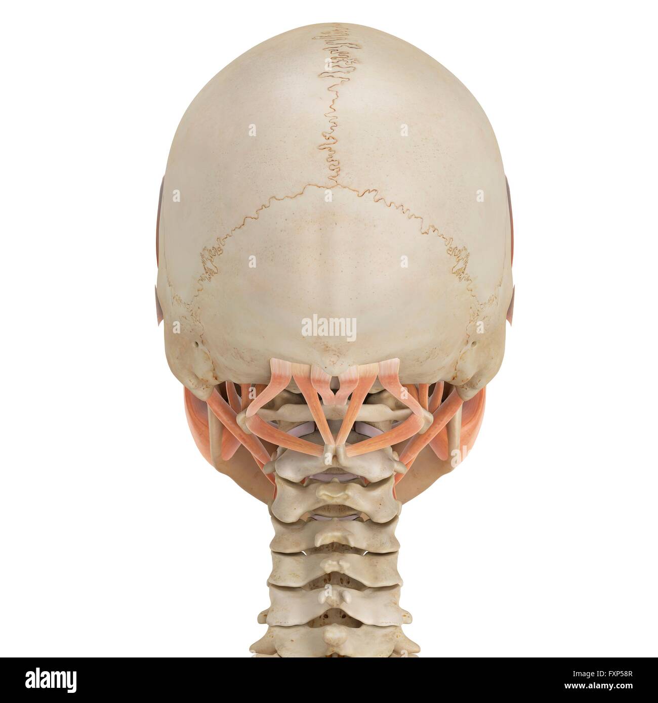 Human neck muscles, computer illustration Stock Photo - Alamy