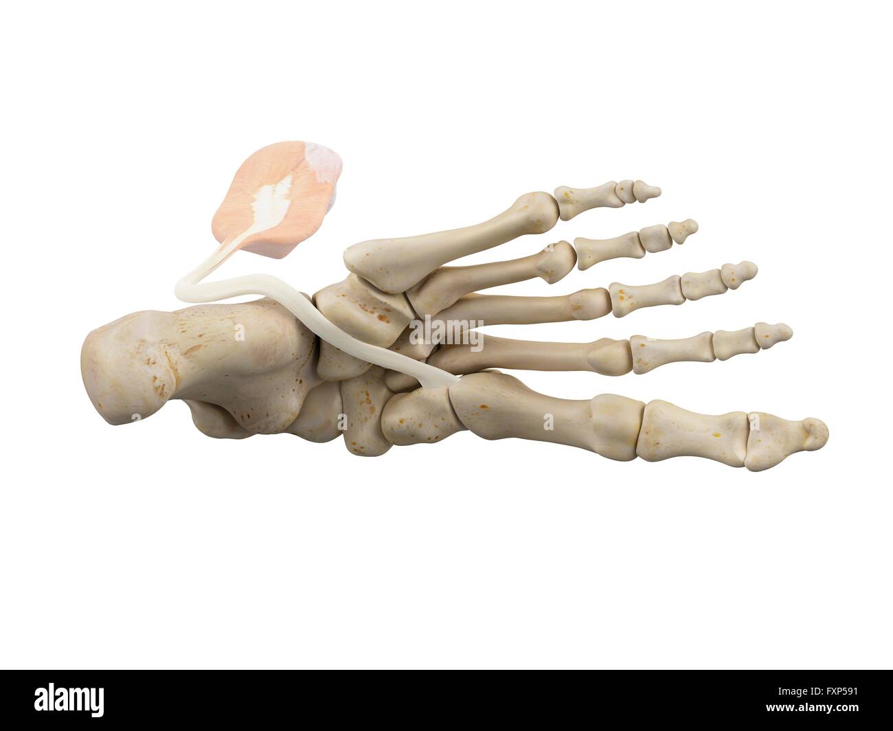 Human foot ligaments hi-res stock photography and images - Alamy