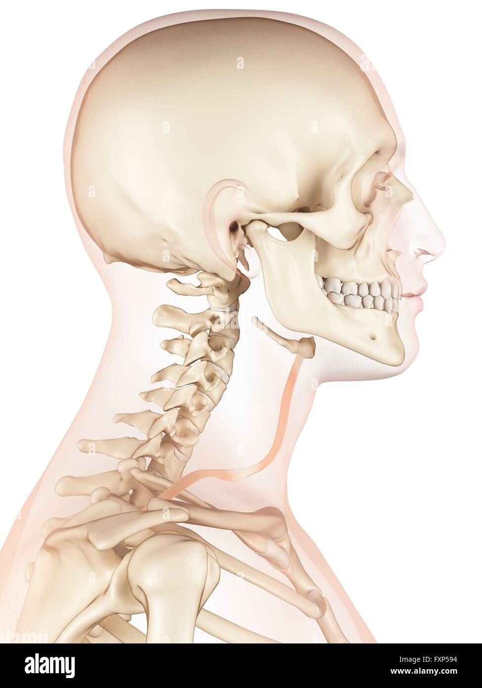 Human neck muscles, computer illustration Stock Photo - Alamy