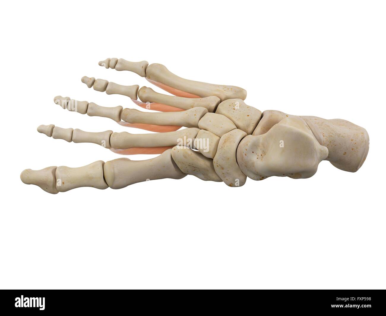 Human foot muscles, computer illustration Stock Photo - Alamy