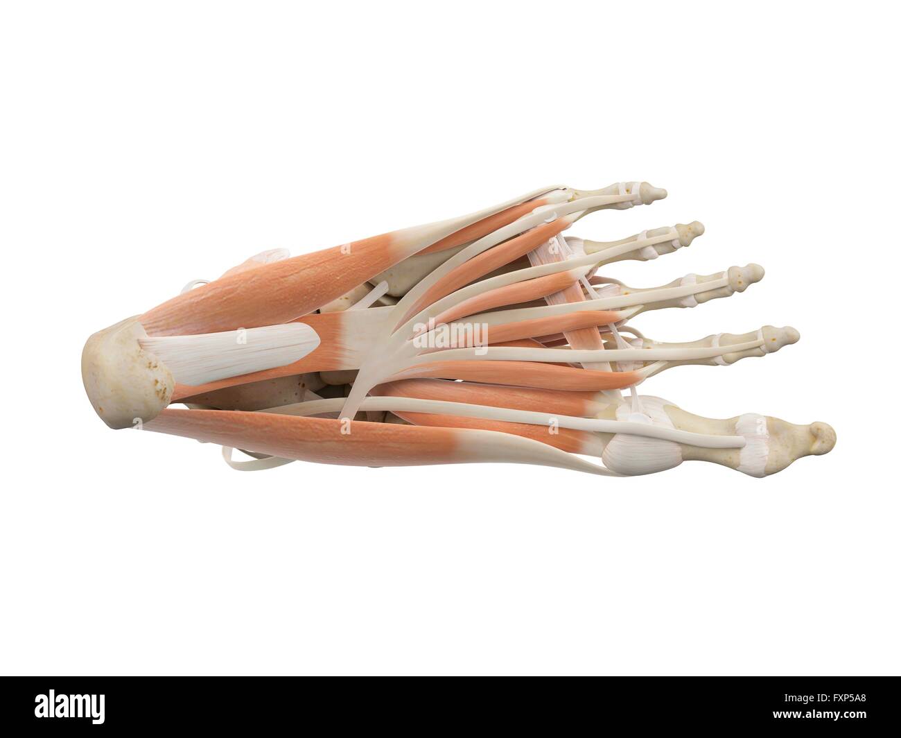 Human foot muscles, computer illustration Stock Photo - Alamy