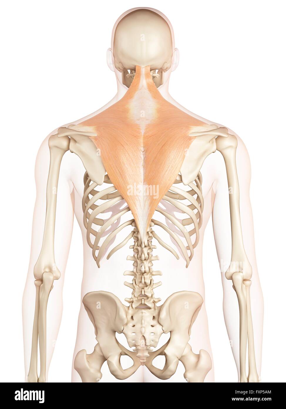 Human back muscles, computer illustration Stock Photo - Alamy