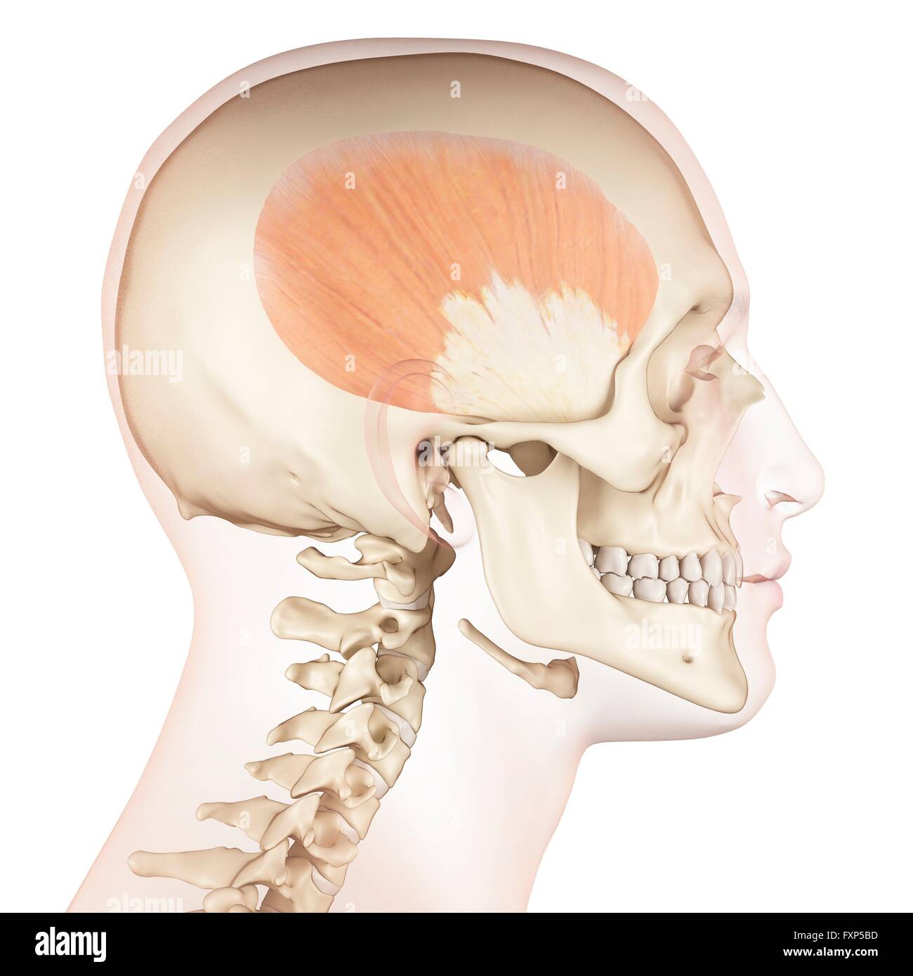 Human muscles of the skull, computer illustration Stock Photo - Alamy
