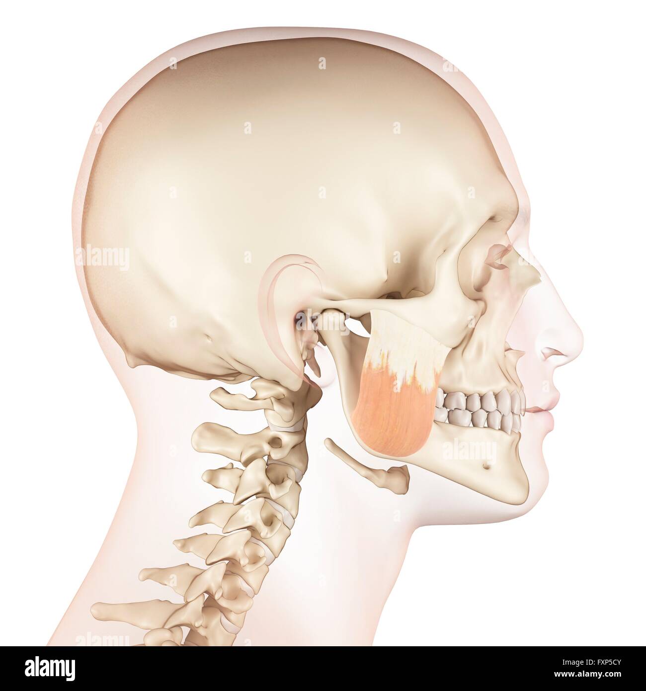 Human jaw muscles hi-res stock photography and images - Alamy