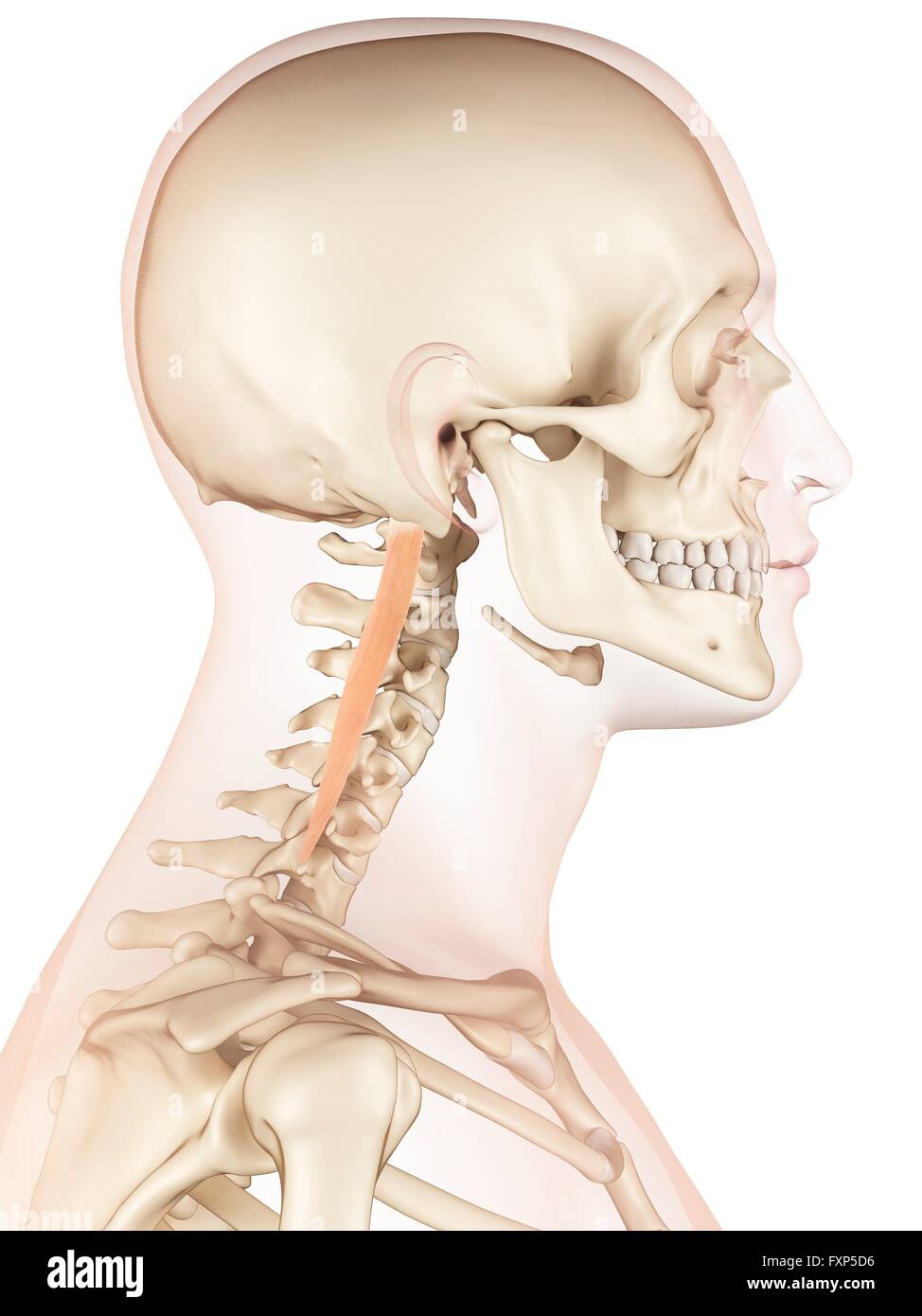 Human neck muscles, computer illustration Stock Photo - Alamy