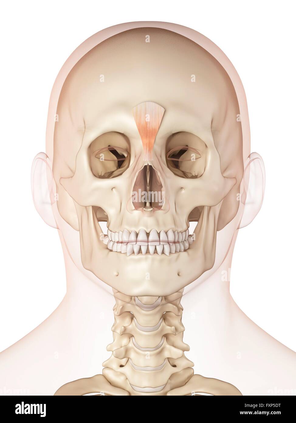 Human facial muscles, computer illustration Stock Photo - Alamy