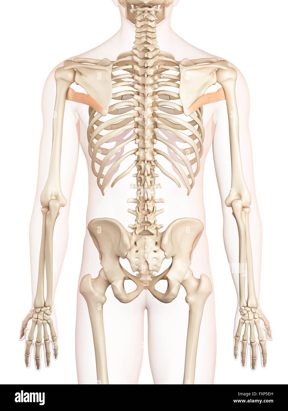 Human muscles, computer illustration Stock Photo - Alamy