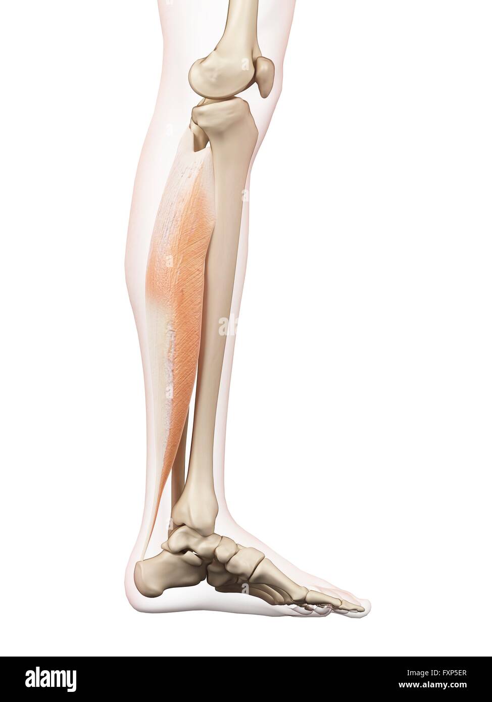 Human leg muscles, computer illustration Stock Photo - Alamy