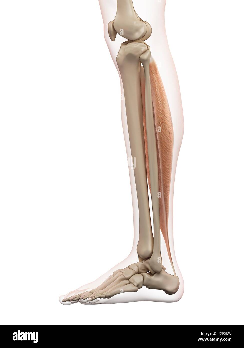 Side of leg anatomical muscles hi-res stock photography and images - Alamy
