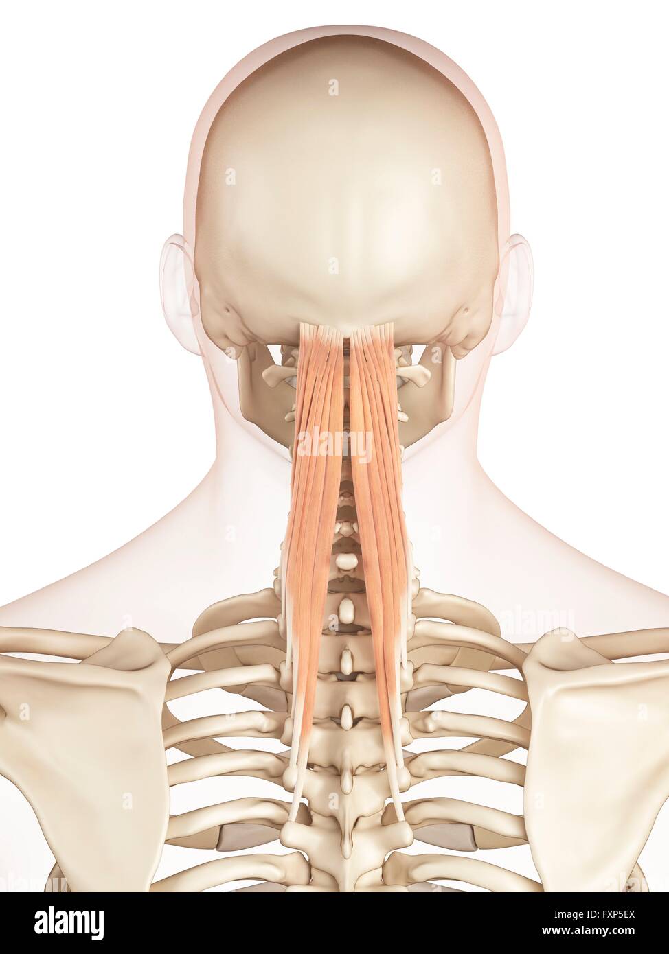 Human neck muscles, computer illustration Stock Photo - Alamy