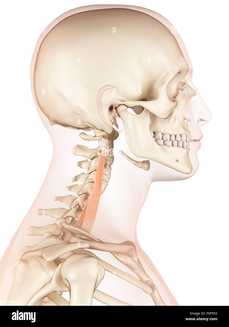 Human neck muscles, computer illustration Stock Photo - Alamy