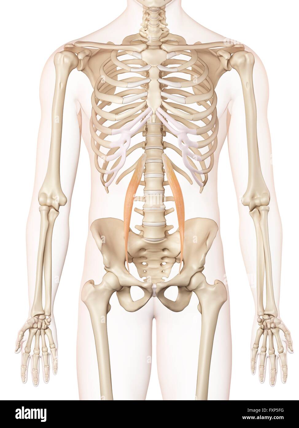 Human muscles, computer illustration Stock Photo - Alamy