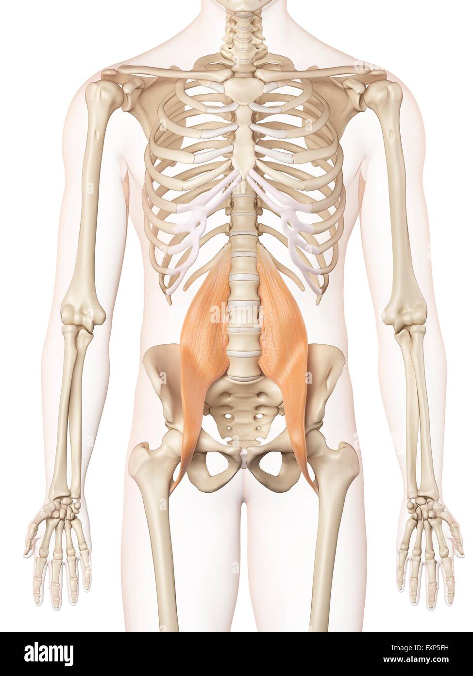 Human muscles, computer illustration Stock Photo - Alamy