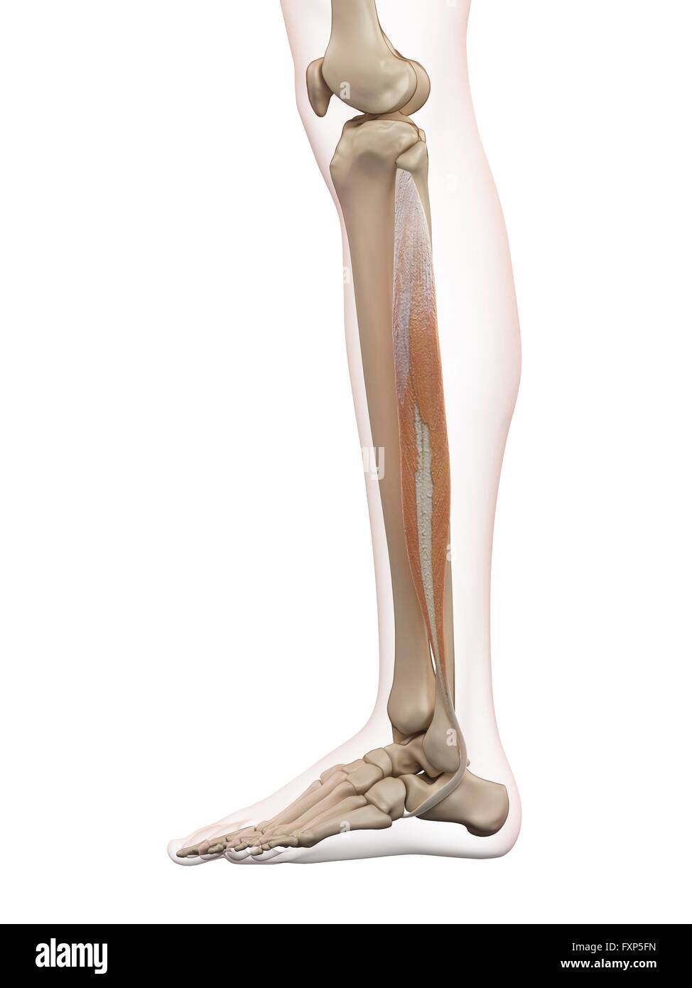 Side of leg anatomical muscles hi-res stock photography and images - Alamy