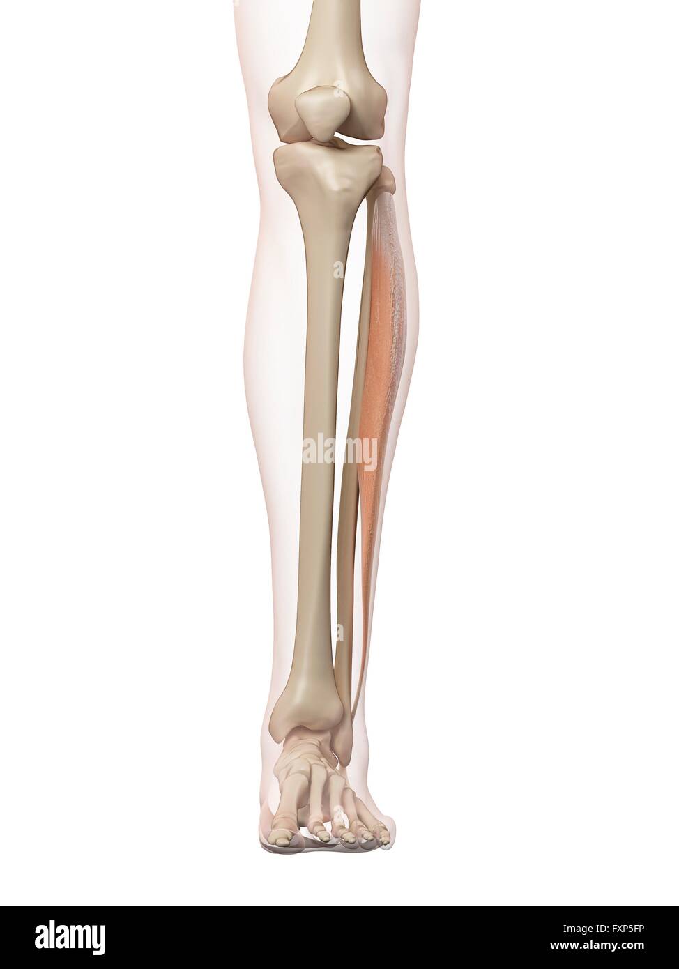 Muscles of the front of the leg hi-res stock photography and images - Alamy