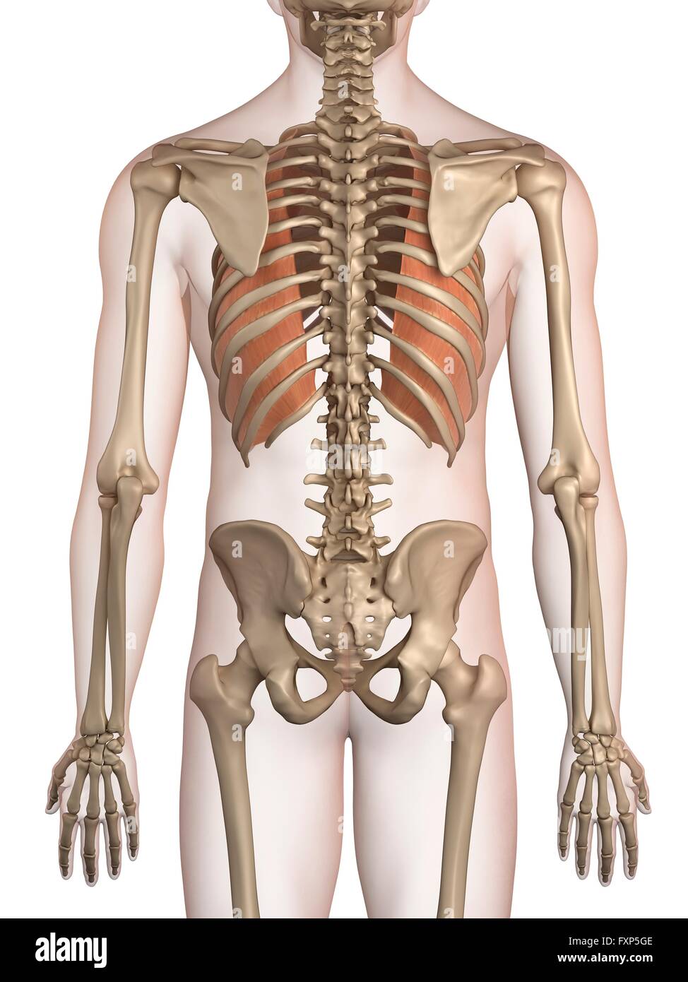 Human muscles hi-res stock photography and images - Alamy