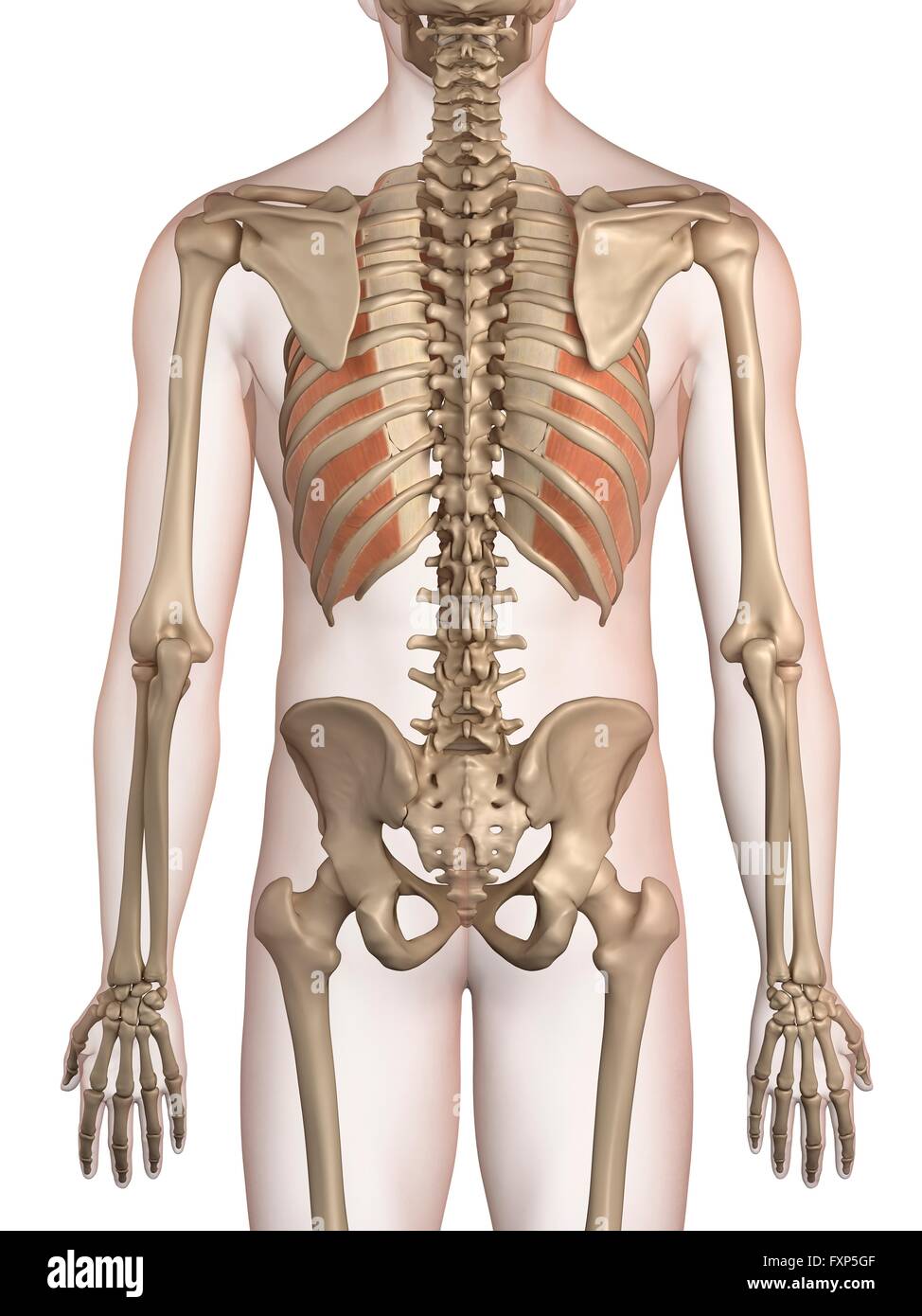 Human muscles, computer illustration Stock Photo - Alamy