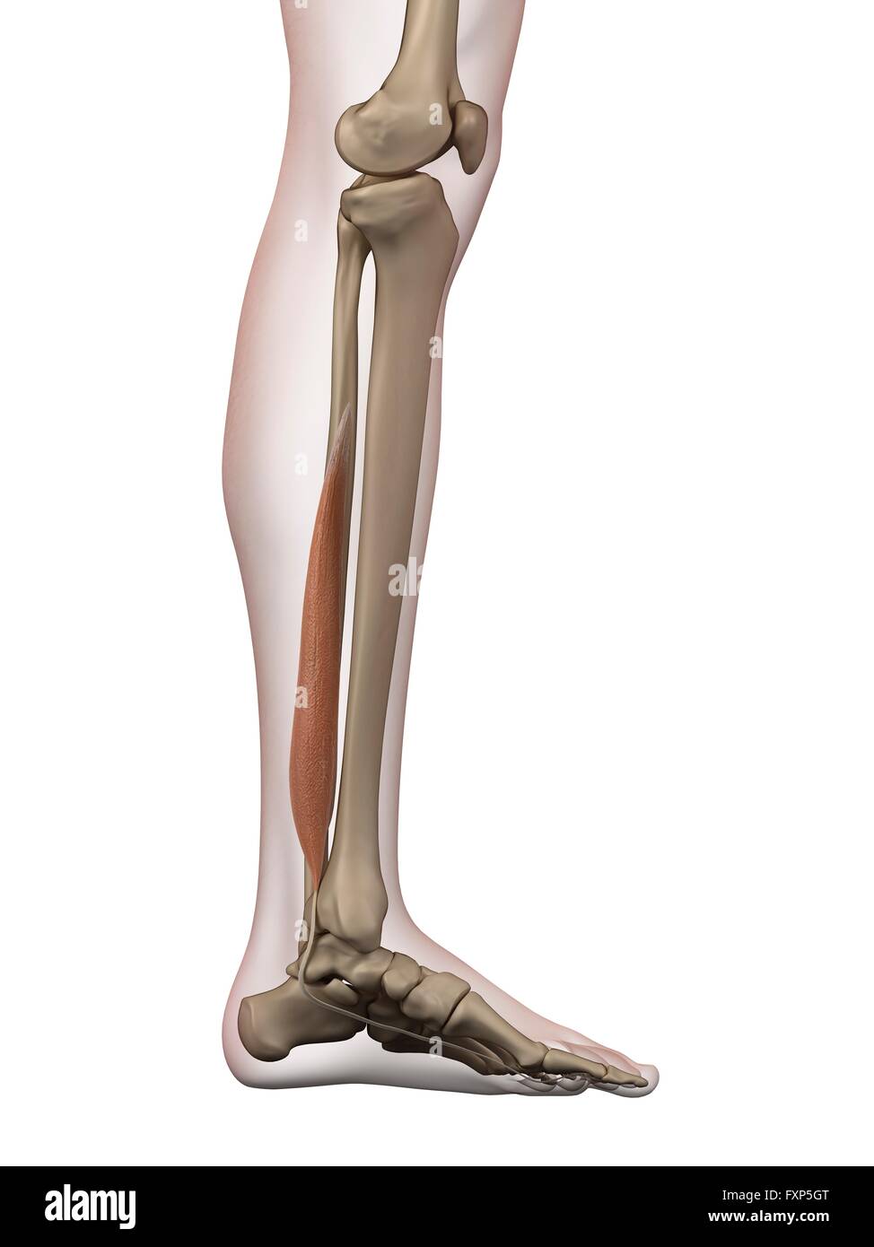 Human leg muscle computer hi-res stock photography and images - Alamy
