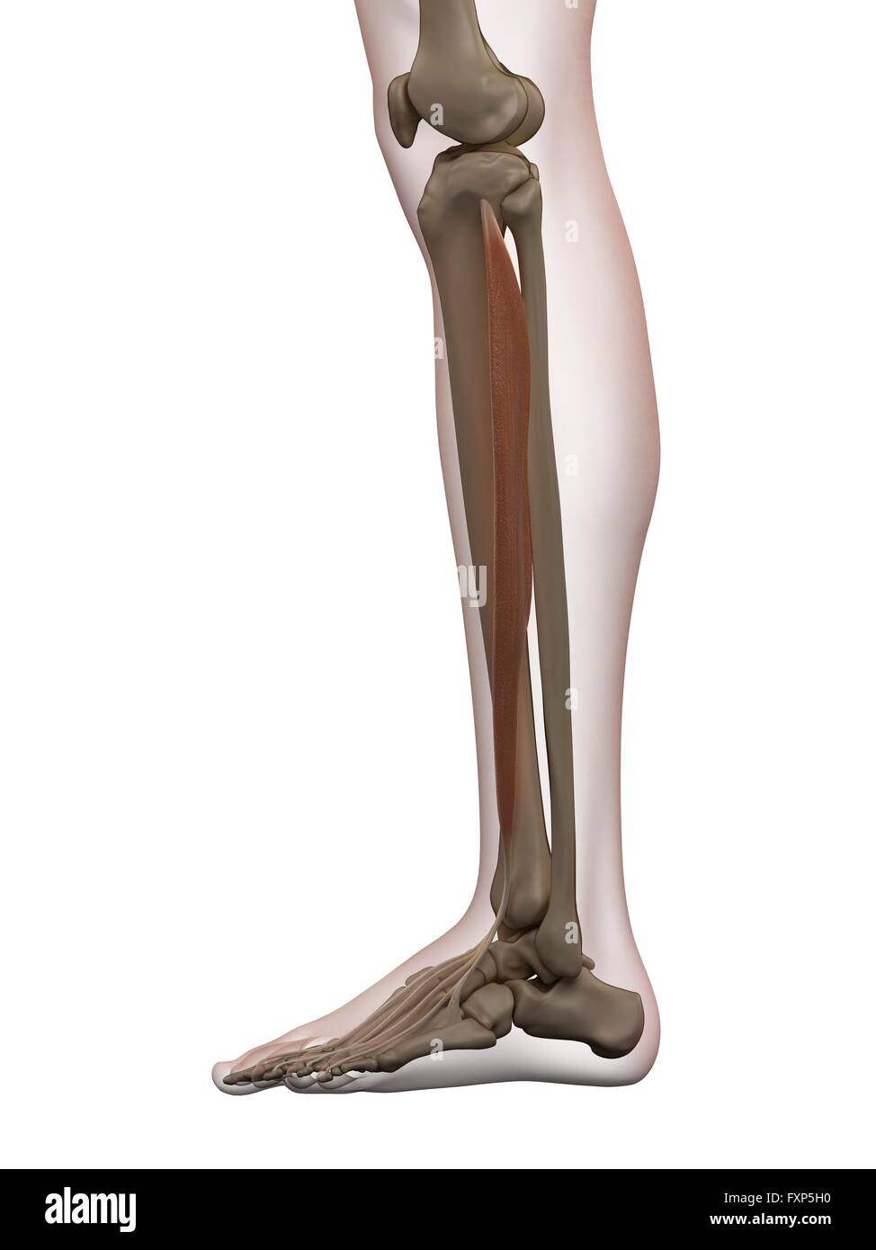 Human leg muscle, computer illustration Stock Photo - Alamy