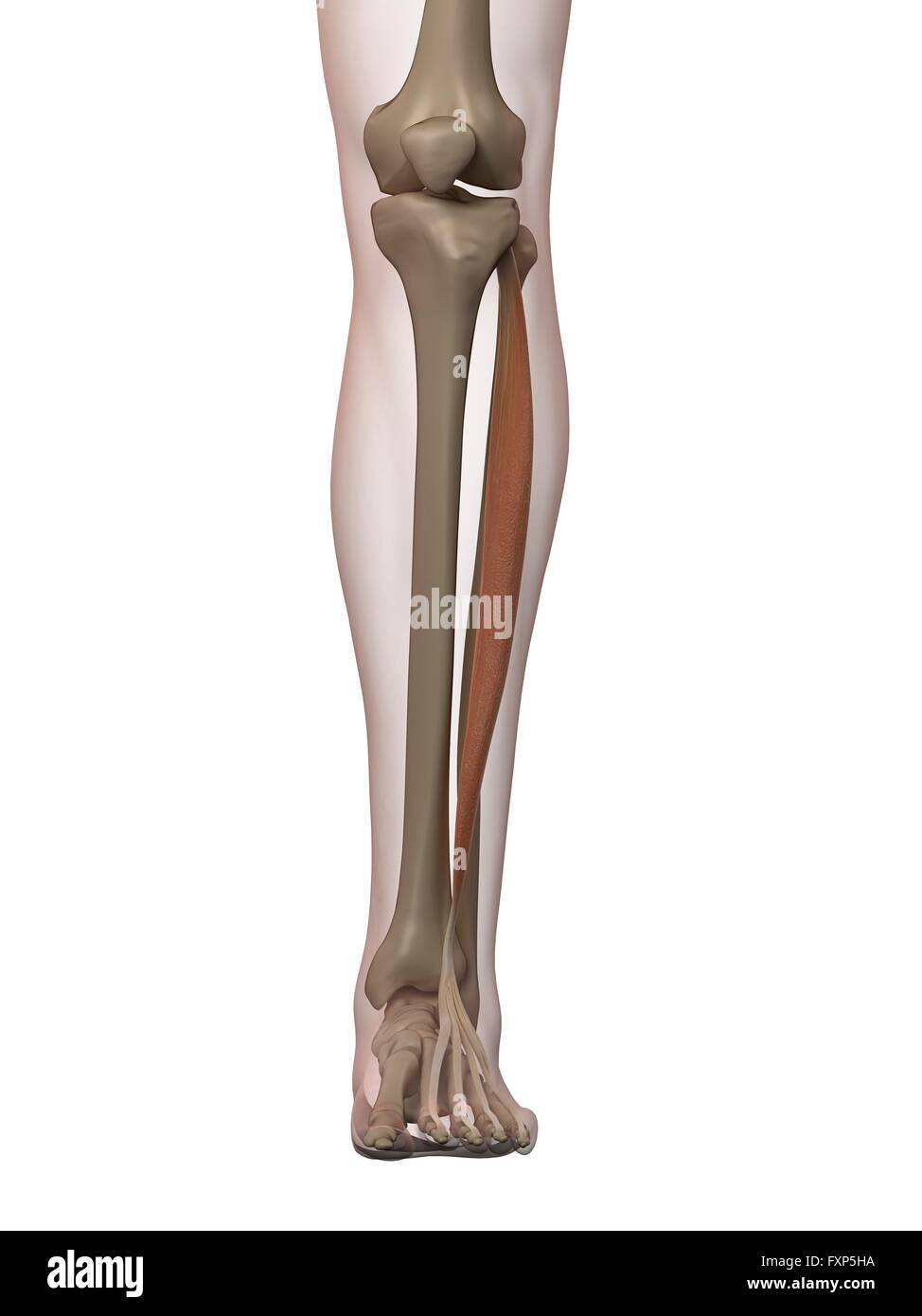 Human leg muscle, computer illustration Stock Photo - Alamy