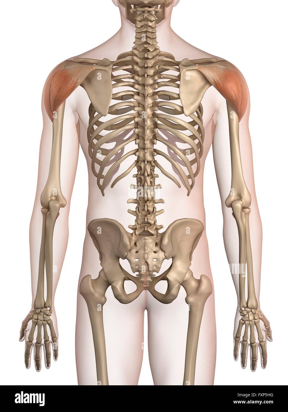 Human shoulder muscles, computer illustration Stock Photo - Alamy