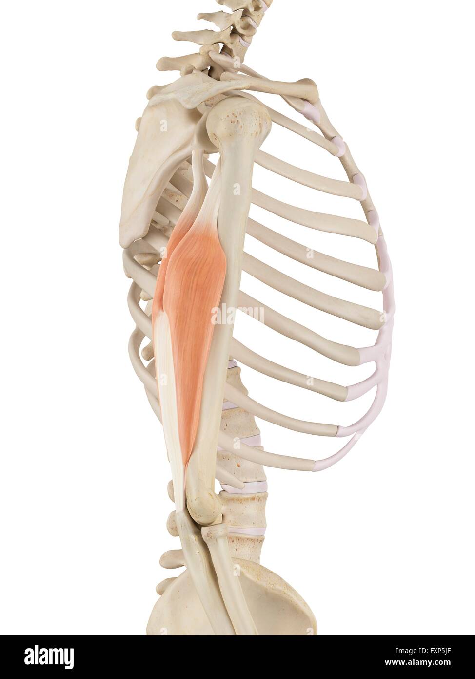 Human arm muscles, computer illustration Stock Photo - Alamy