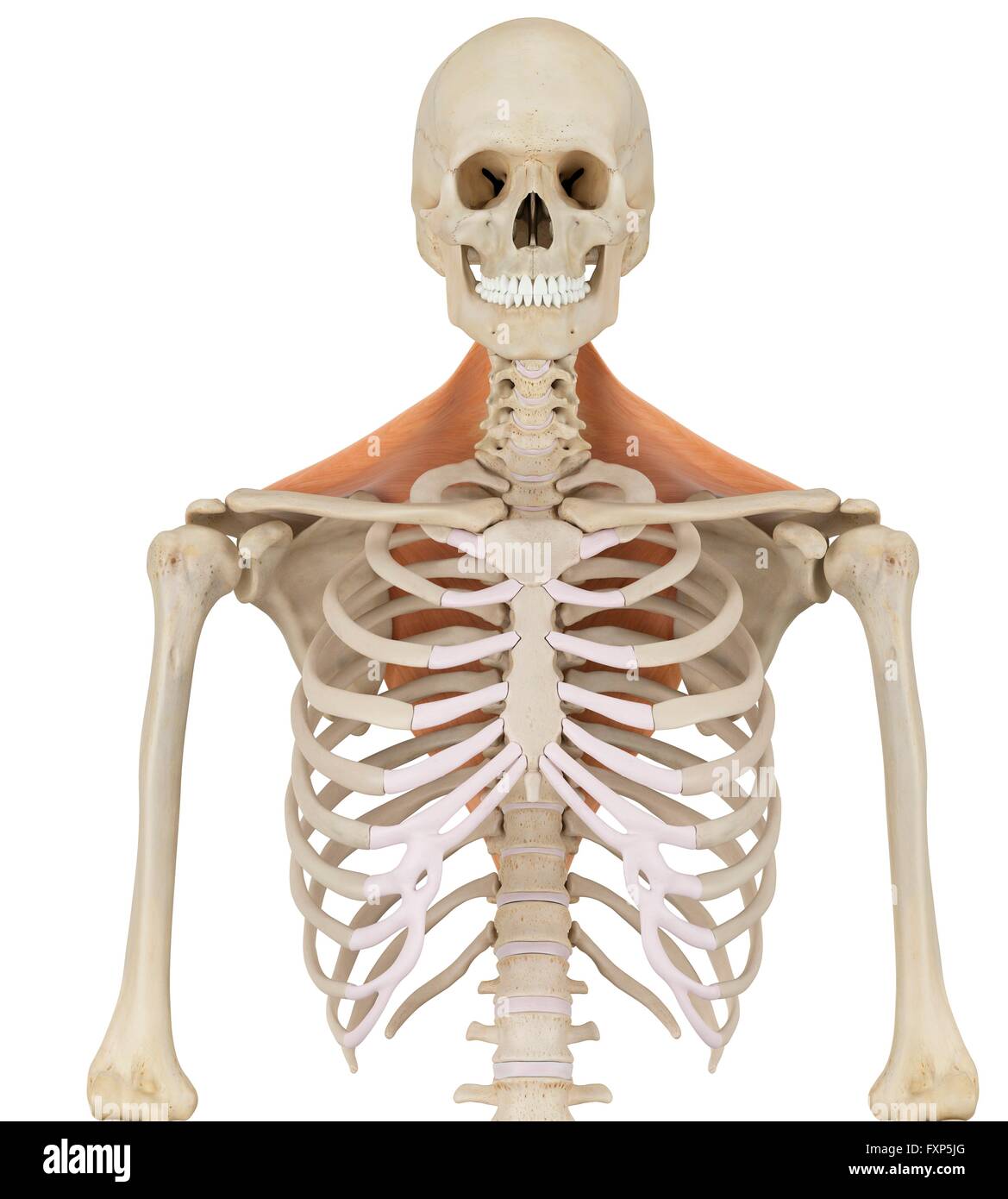 Human back muscles, computer illustration Stock Photo - Alamy