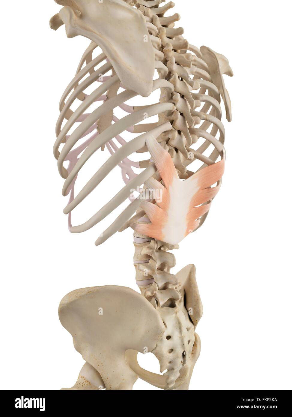 Human back muscles, computer illustration Stock Photo - Alamy