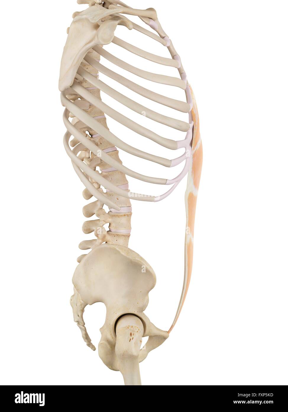 Human abdominal muscles, computer illustration Stock Photo - Alamy