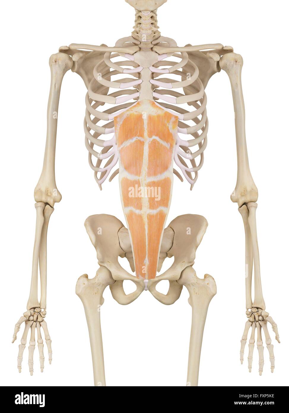 Human abdominal muscles, computer illustration Stock Photo - Alamy