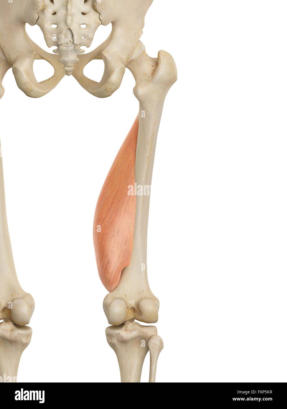 Human leg muscle computer hi-res stock photography and images - Alamy