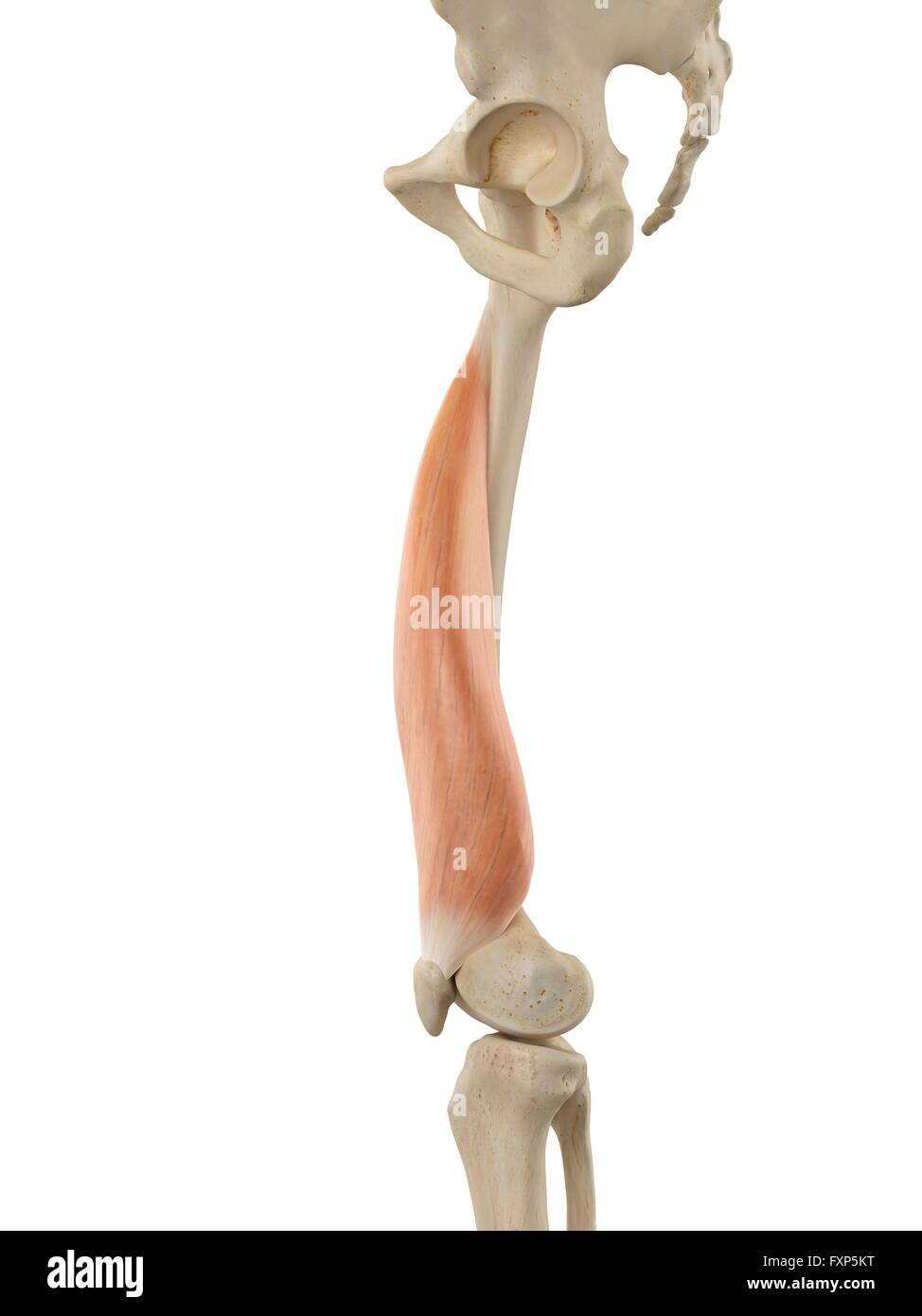 Human leg muscle computer hi-res stock photography and images - Alamy