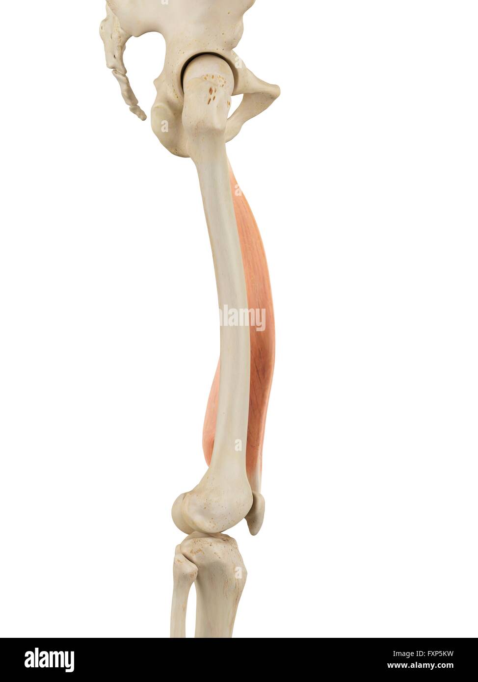 Human leg muscle computer hi-res stock photography and images - Alamy